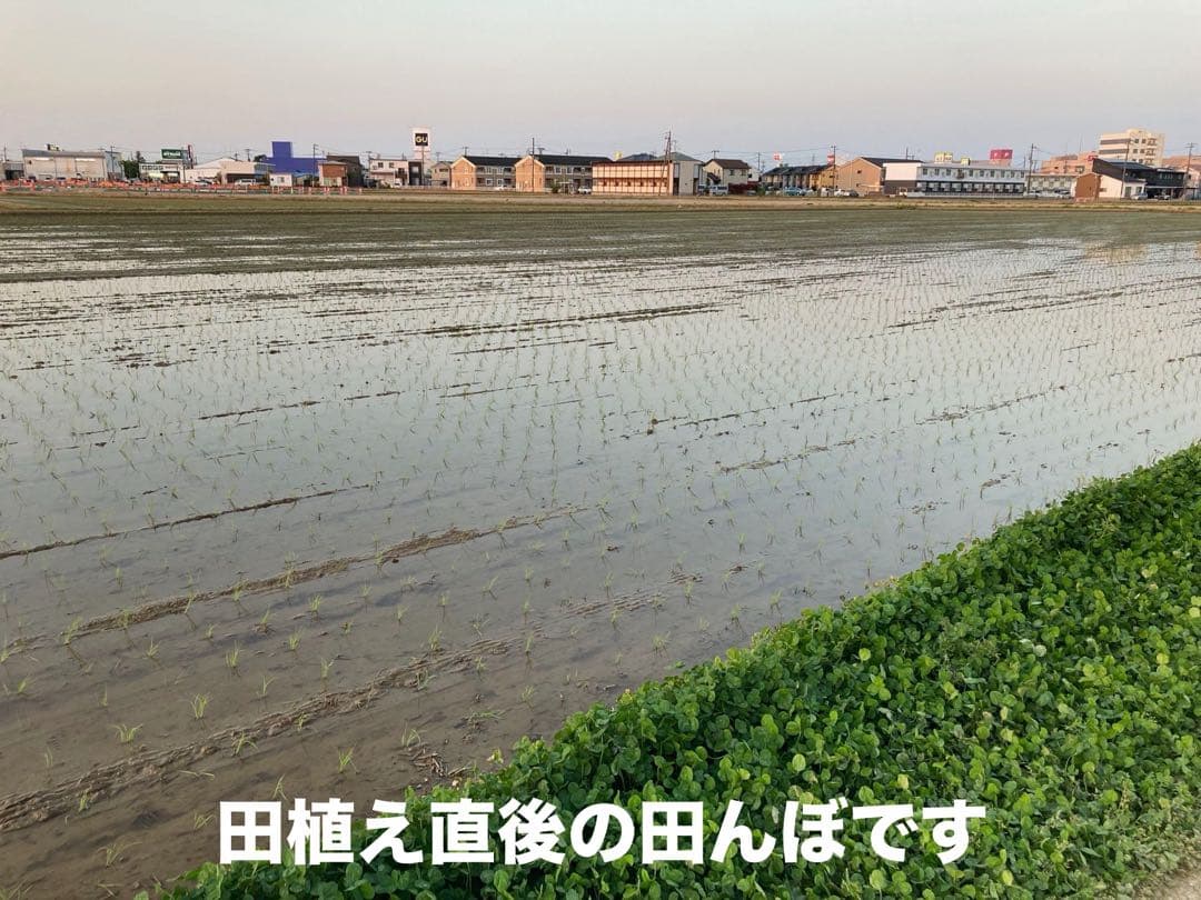 R7年産特別栽培 新潟の高級米 新之助 30㌔ 玄米 田植え後農薬は除草剤のみ
