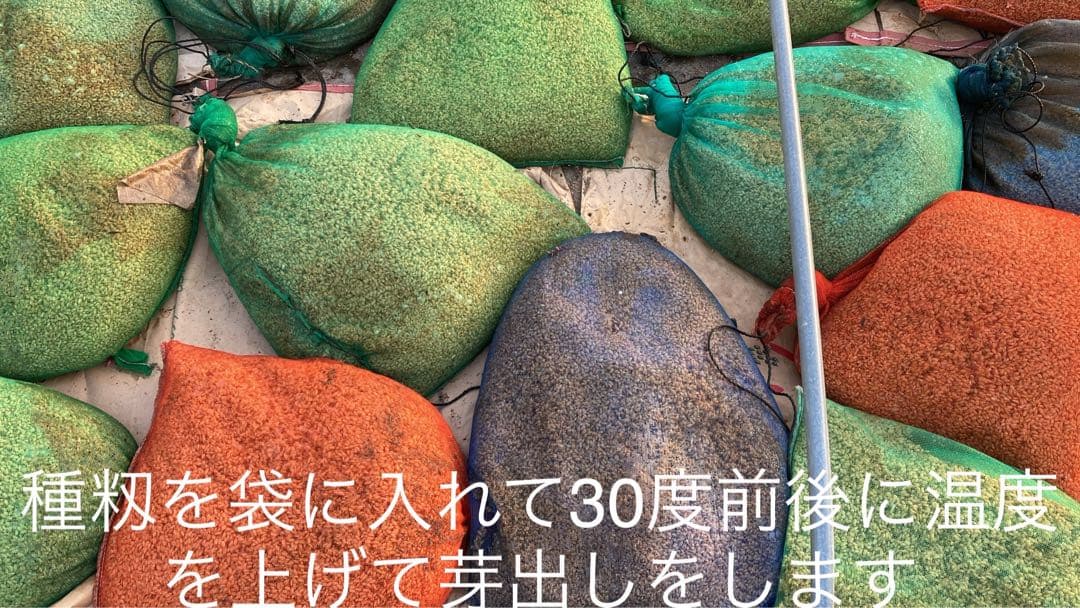R7年産特別栽培 新潟の高級米 新之助 30㌔ 玄米 田植え後農薬は除草剤のみ