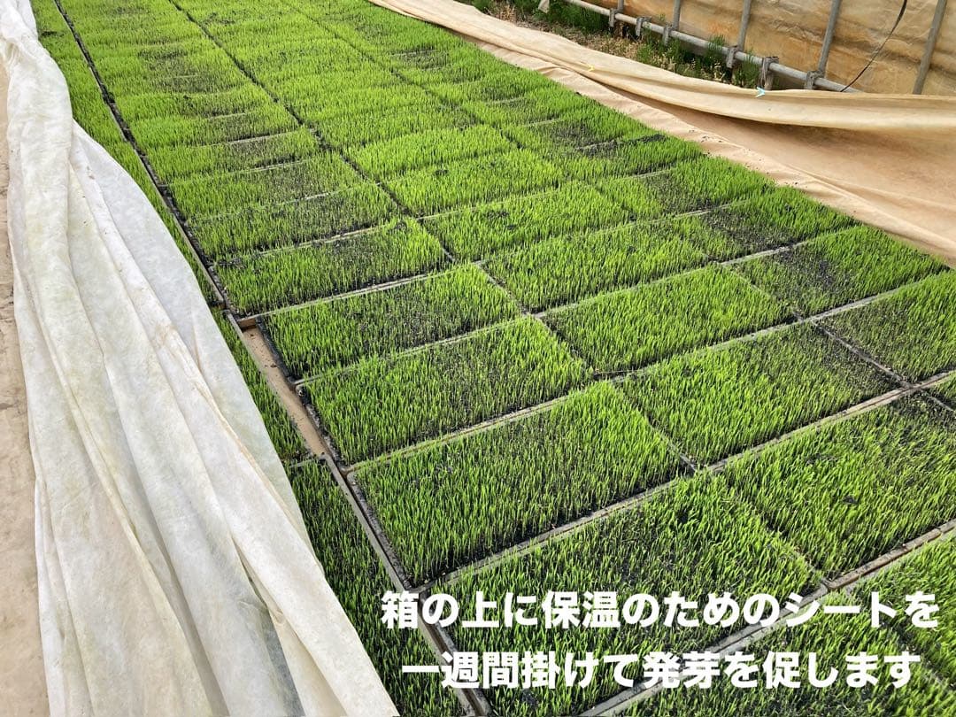 R7年産特別栽培 新潟の高級米 新之助 30㌔ 玄米 田植え後農薬は除草剤のみ