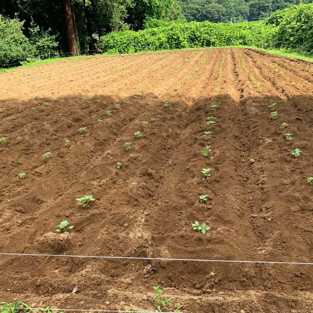 しろねこさま専用　5キロ