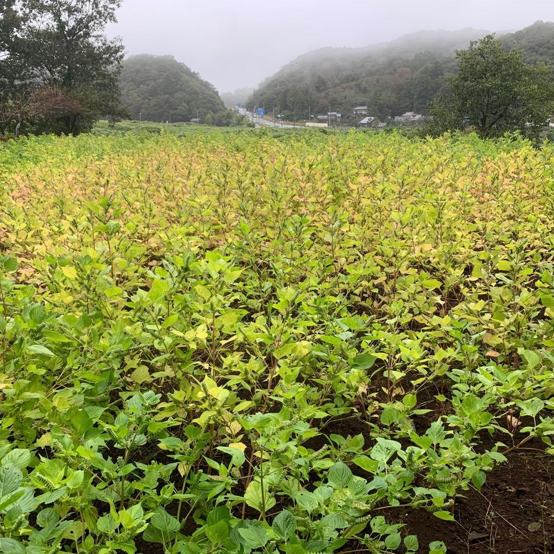 しろねこさま専用　5キロ