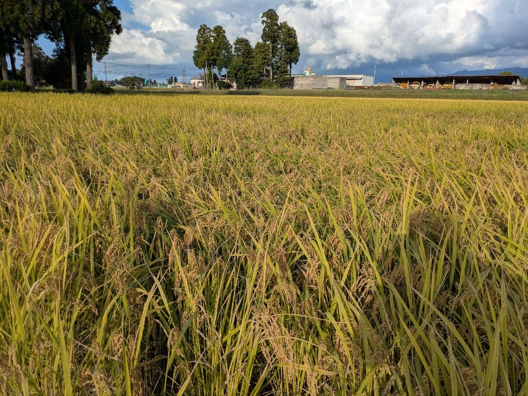 10kg 7年産コシヒカリ玄米発送日無料精米可