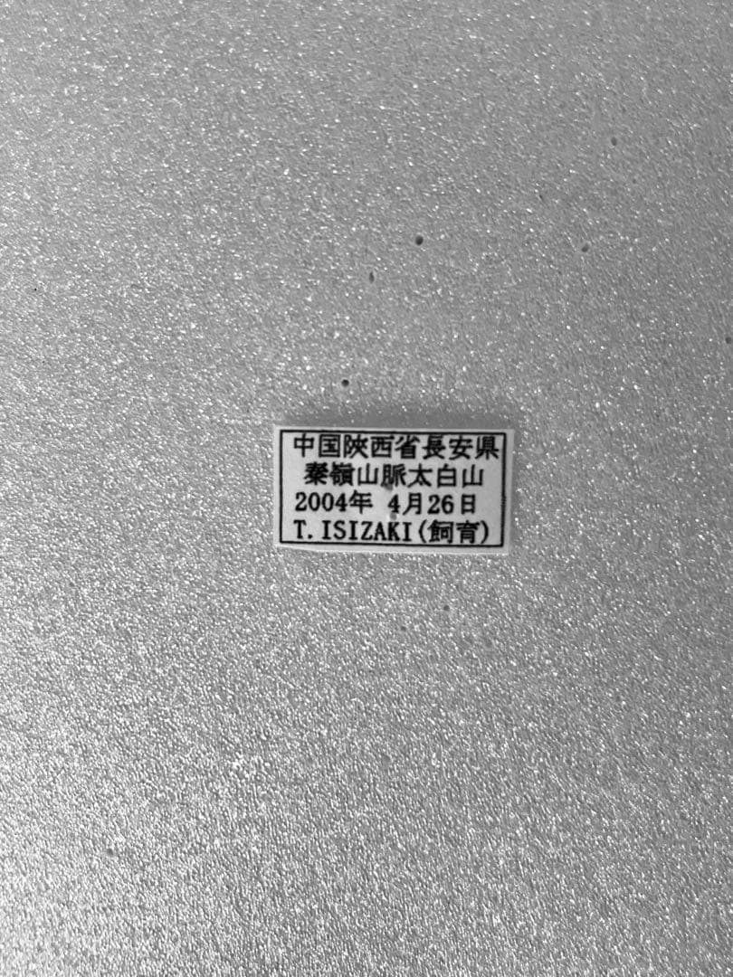 オナガギフチョウ（オス、中国陜西省）