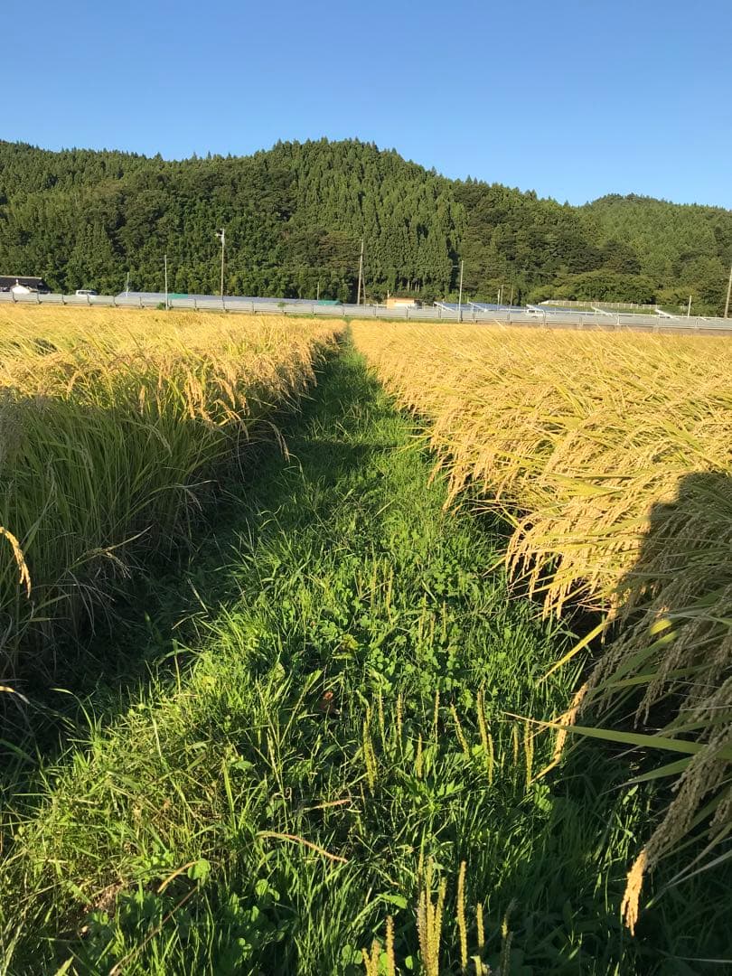 令和7年産　ひとめぼれ　送料無料！
