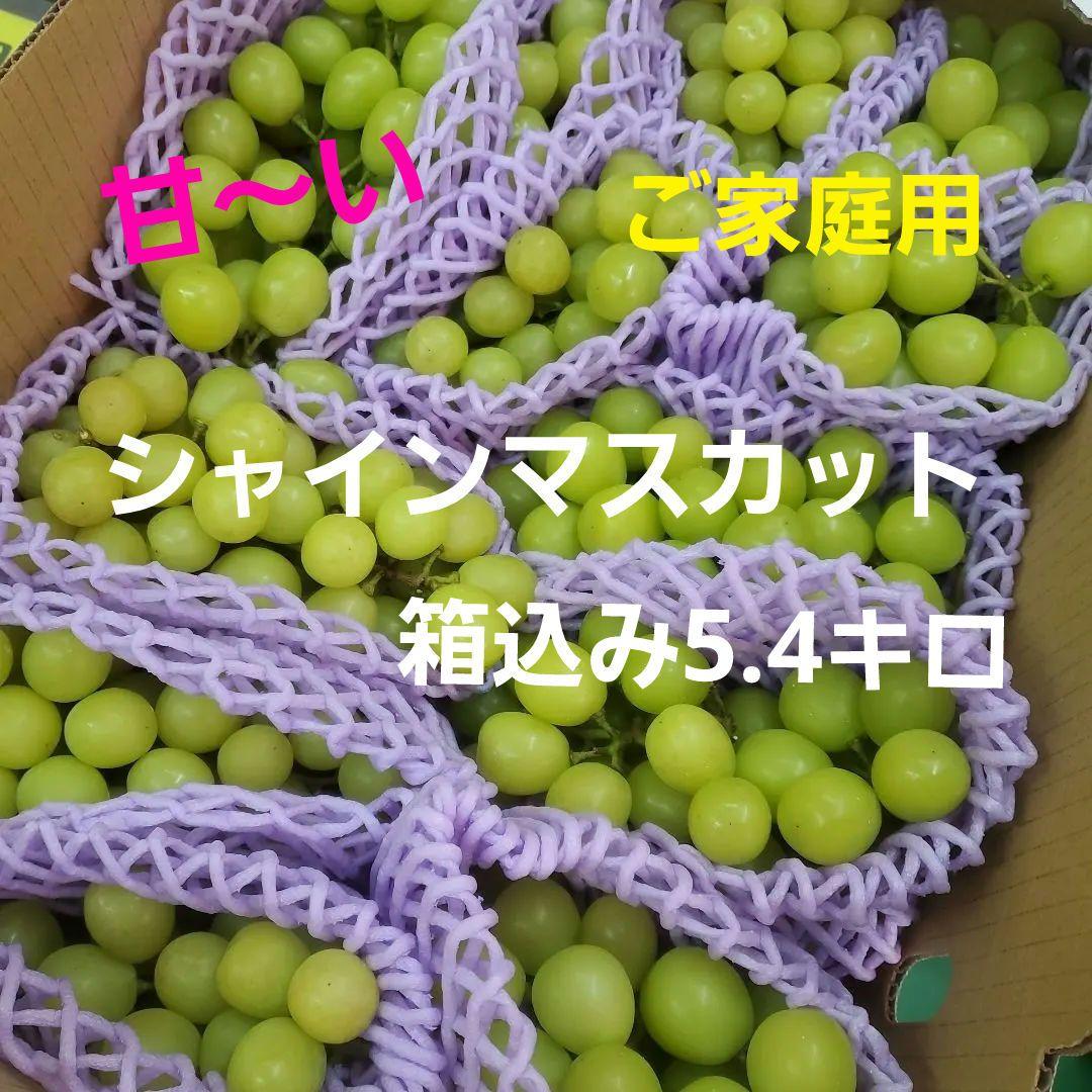 4️⃣ 山梨県産 シャインマスカット １３房 箱込み5.4キロ