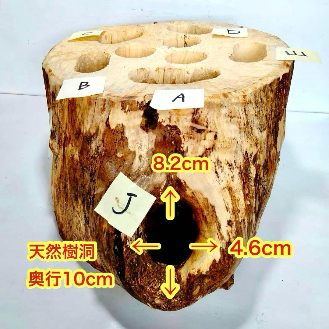 特大隠れ家　天然樹洞　登り木　クワリウム　クワガタ　止まり木　シェルター　エサ皿