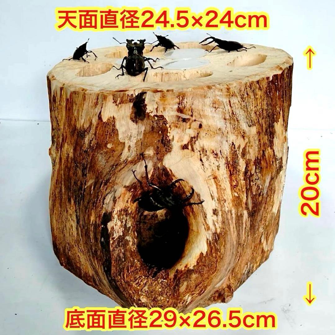 特大隠れ家　天然樹洞　登り木　クワリウム　クワガタ　止まり木　シェルター　エサ皿