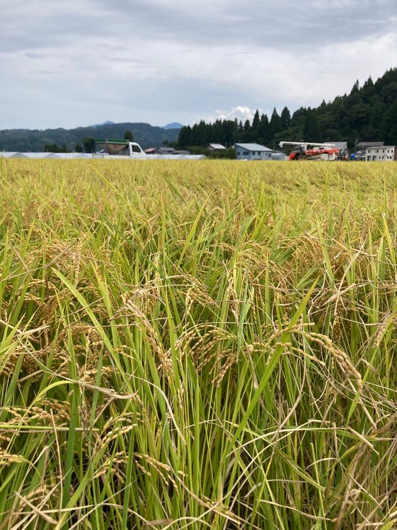 魚沼コシヒカリ精米 10kg