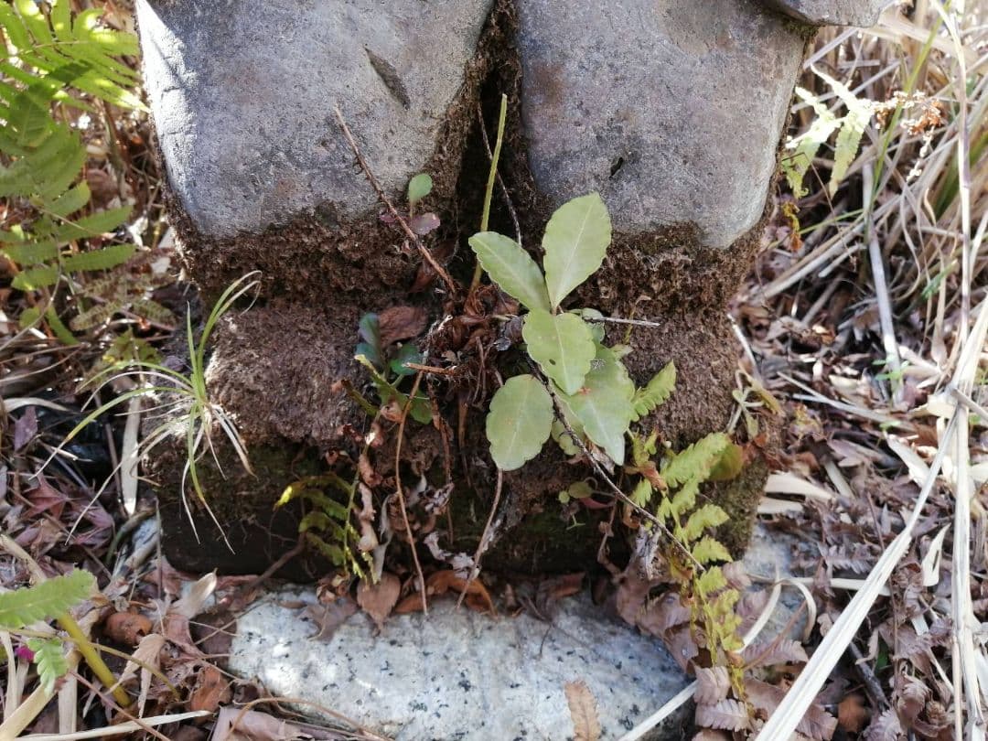 【最終価格】古い田の神