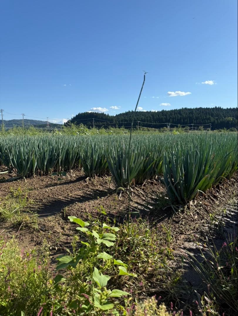 秋田県能代市産！　大容量20キロ　長ネギ　白ねぎ　サイズミックス