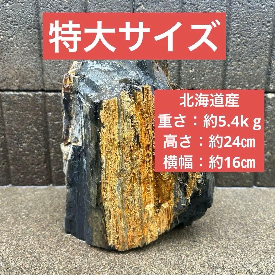 北海道 遠軽瀬戸瀬産 珪化木 5.4kg 特大 木化石 鑑賞石 置物 盆栽 水石