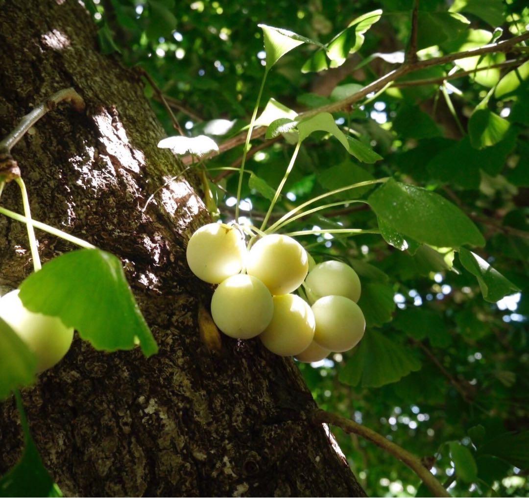 みきたん　藤九郎銀杏　4L 2kg