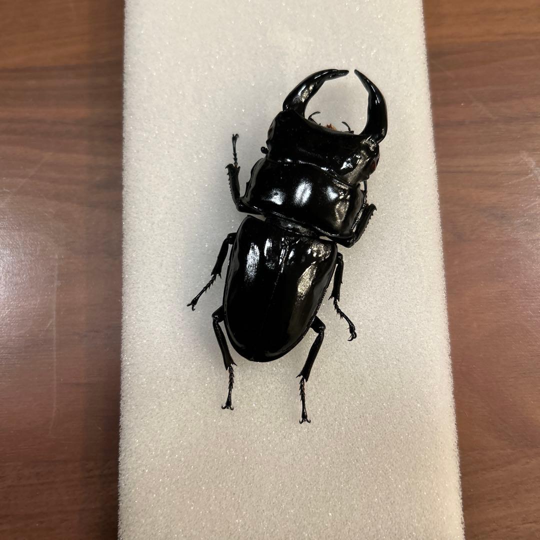 国産大クワガタ 標本 黒色 約7.7cm