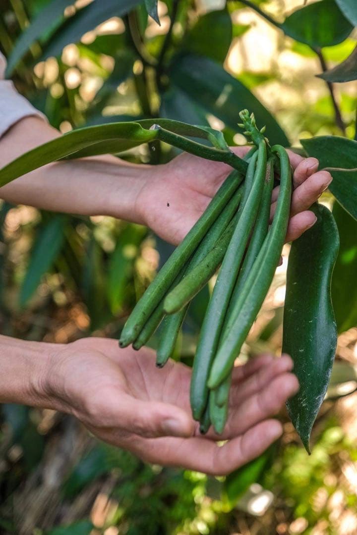 台湾産オーガニックバニラビーンズ Aグレード480gパック