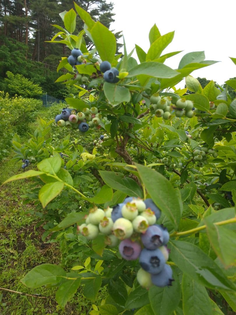♦[うさちゃんまま]♦[他の方はNGです。]