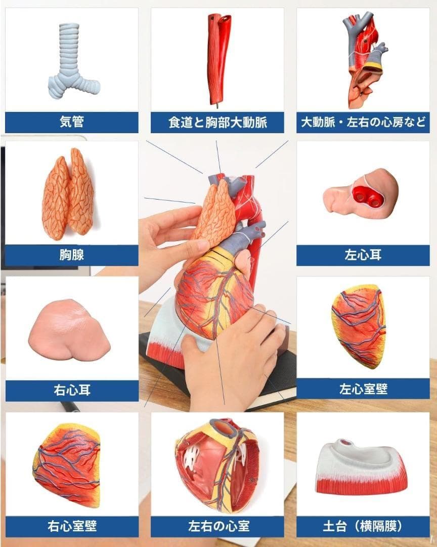 ⭐️新品 KIYOMARU 心臓模型 1.5倍大 10パーツ分解 医療 教育用途