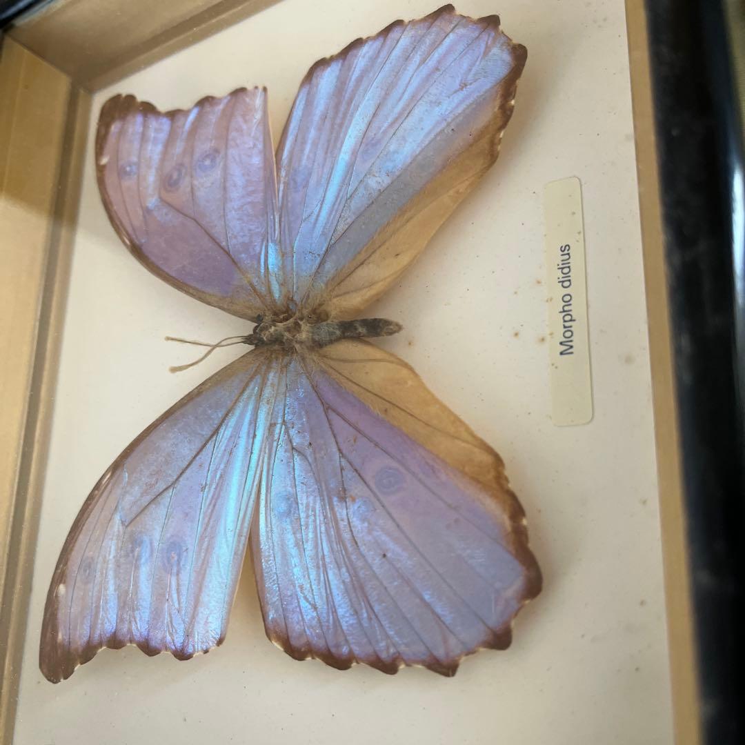 Morpho didius 標本