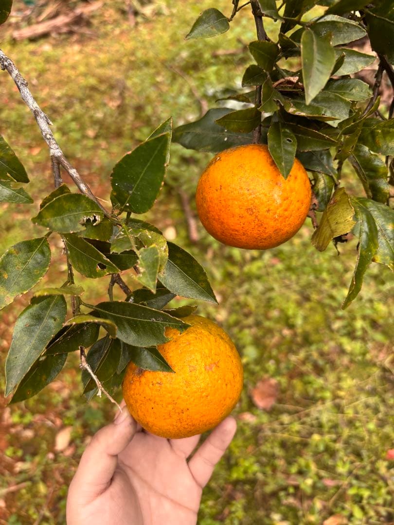 沖縄県産 タンカン 10キロ　絶品　無農薬　農家直送　みかん