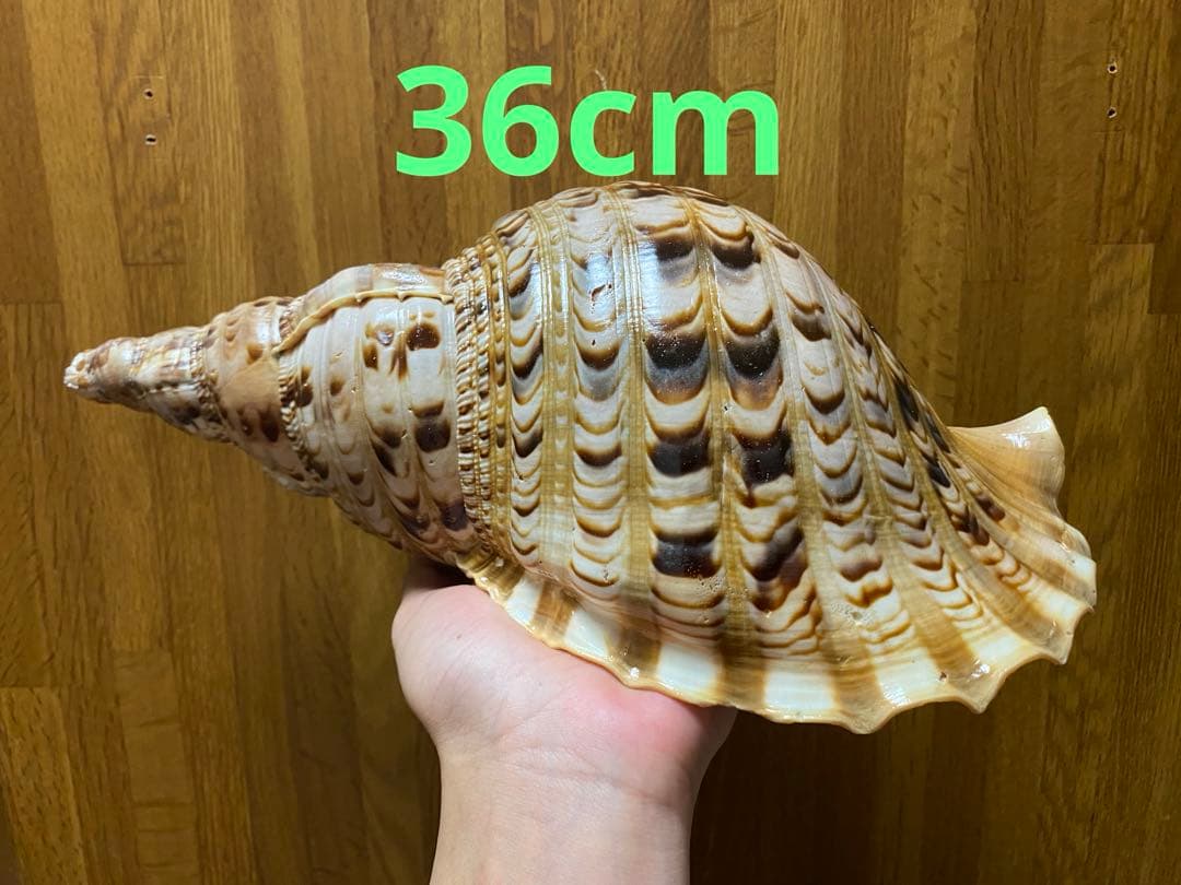 法螺貝　ホラ貝　36cm 650g