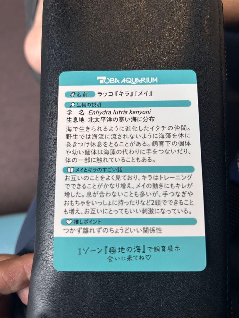 ゆ*ぴ様 【鳥羽水族館】コレクションカード　キラ・メイ（レアカード）　ラッコ　ホ