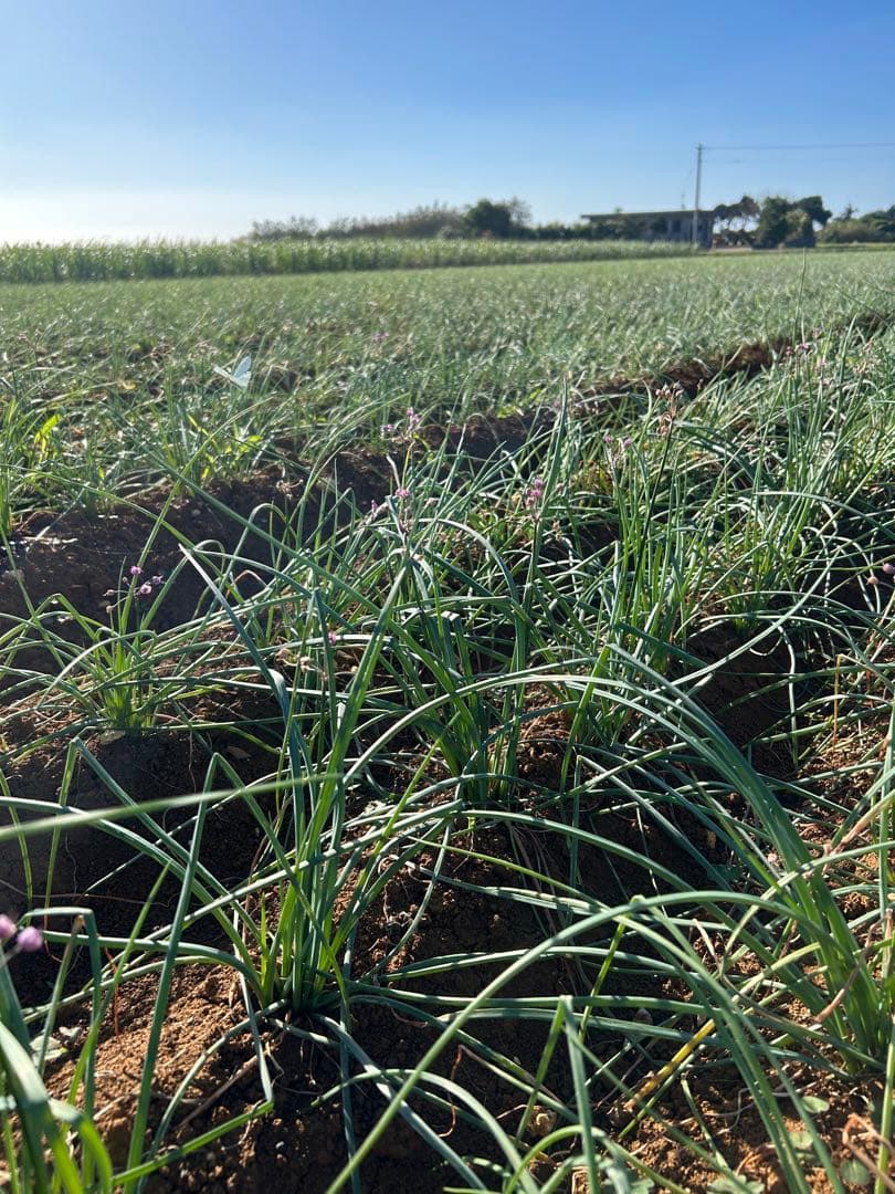 【喜助】沖縄 伊江島特産 島らっきょう 5kg