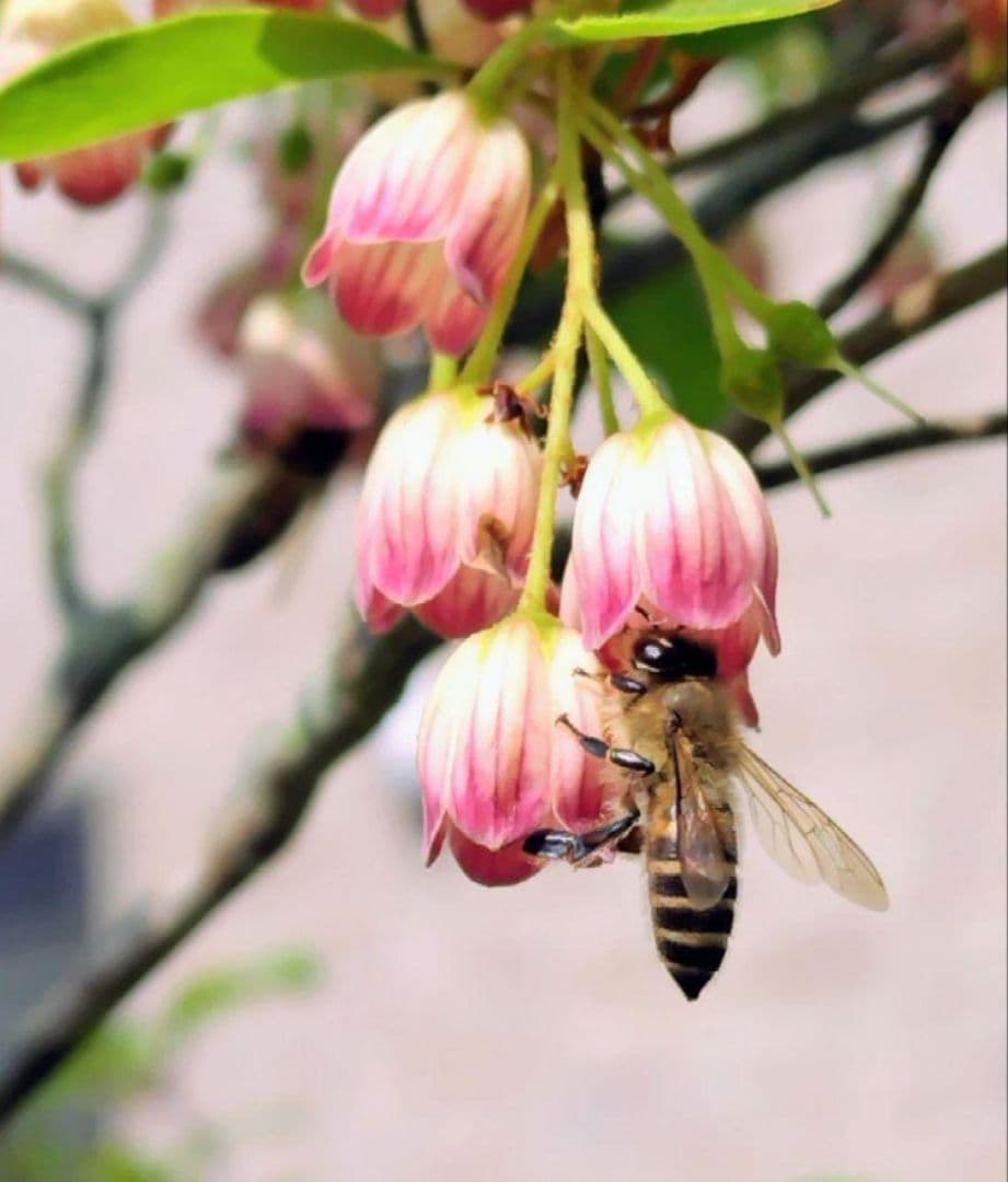 日本みつばち採りたて(生巣蜜)421g＋蜂蜜600g×2本宮城県産