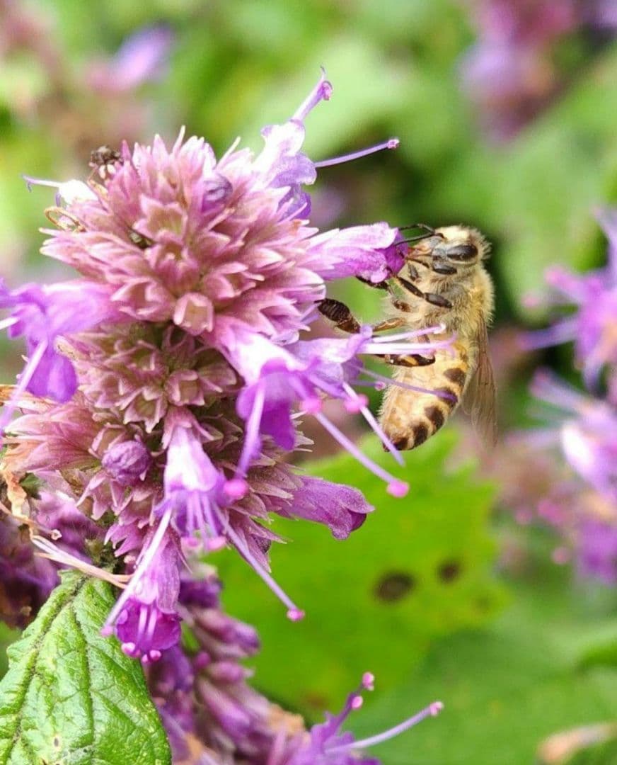 日本みつばち採りたて(生巣蜜)421g＋蜂蜜600g×2本宮城県産