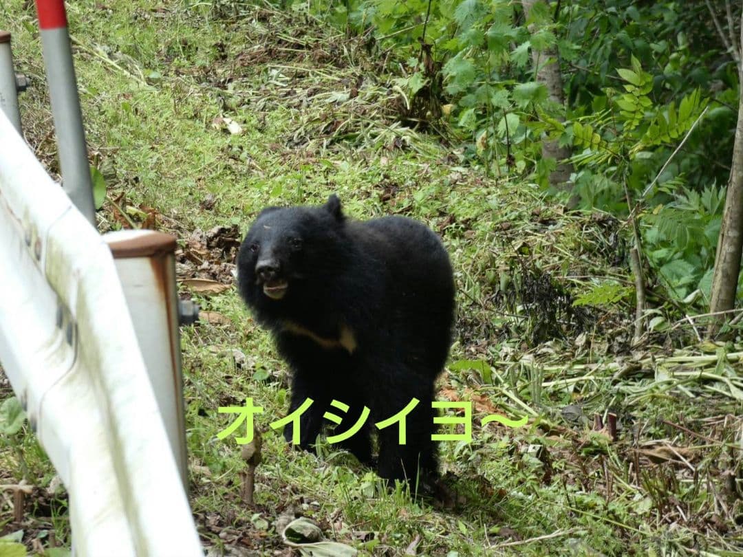 秋田県産 天然きのこ 10種類 MIX 塩漬け 塩蔵