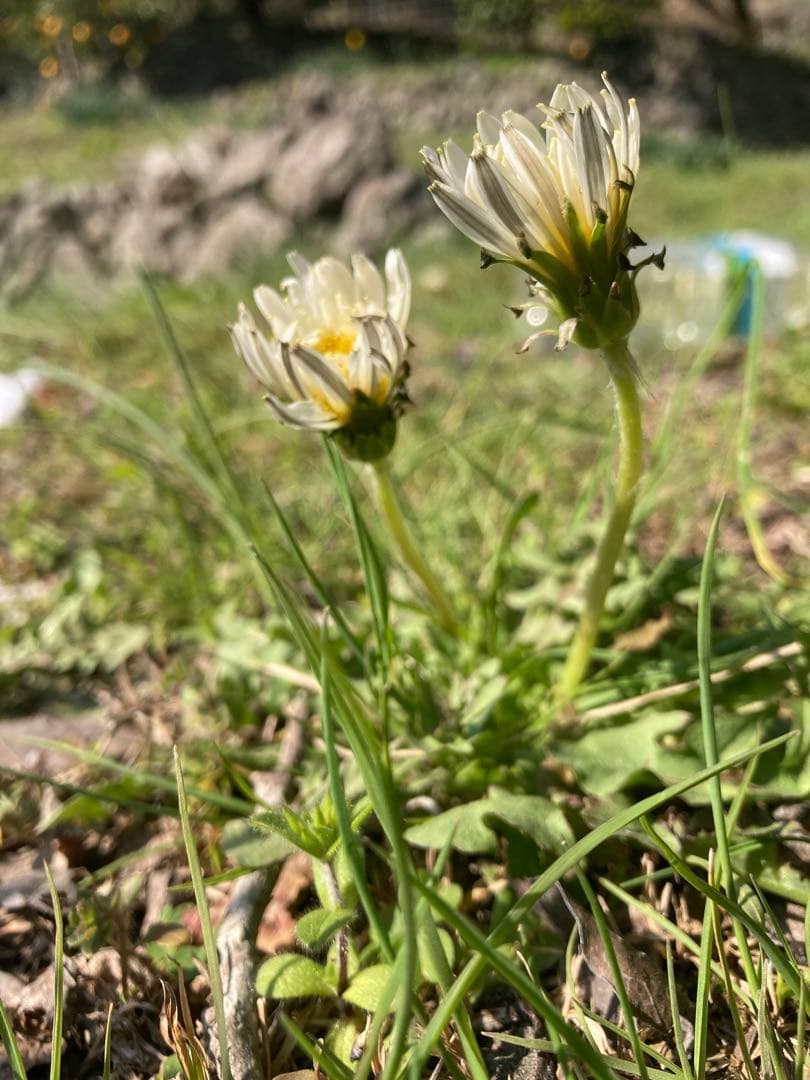 さくらんぼ　ニホンミツバチ　生ハチミツ　1030g、1120g 2本