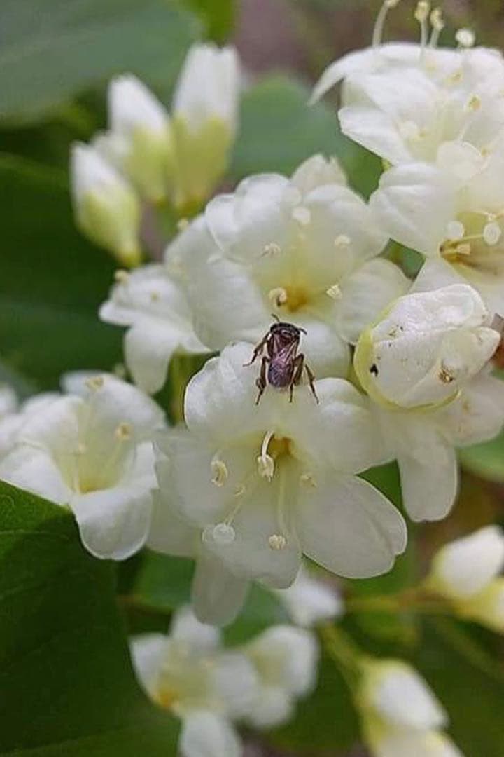 針なしミツバチの蜂蜜135g~145g 6本、クサンバの塩、ココナッツシュガー
