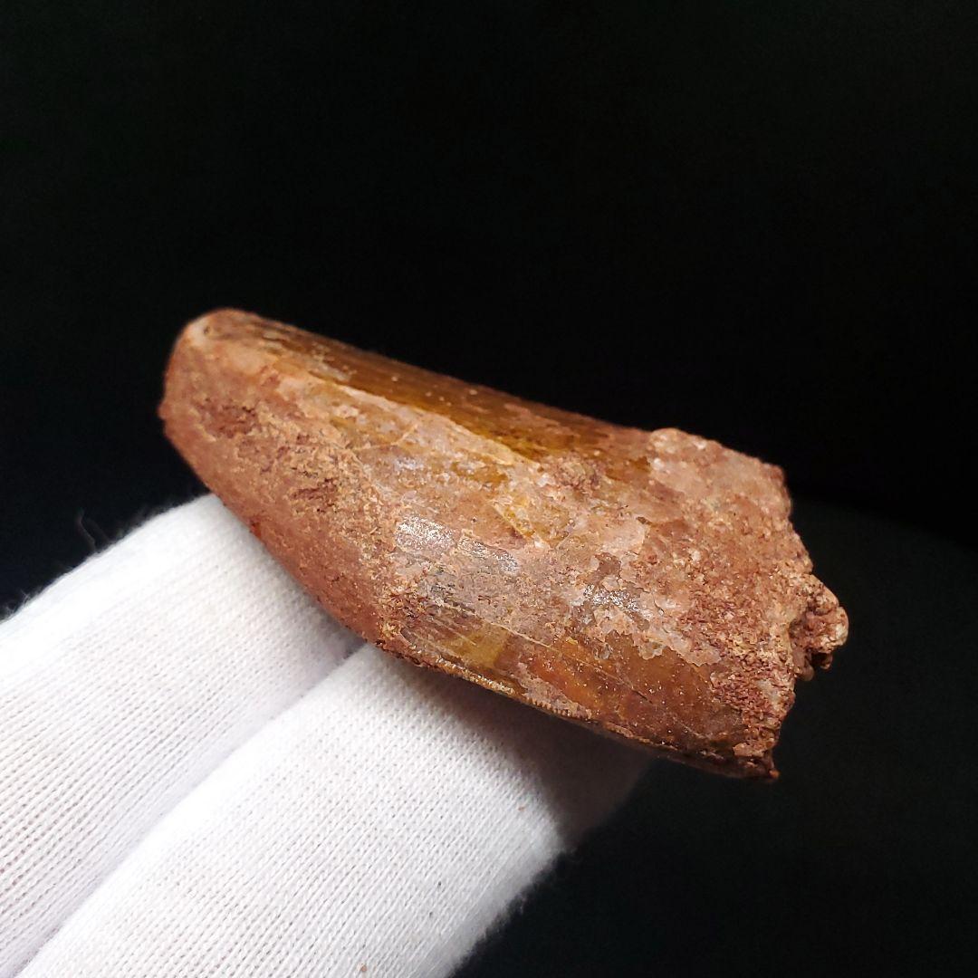 カルカロドントサウルス 歯 化石 本物 モロッコ産 50.07mm fca14