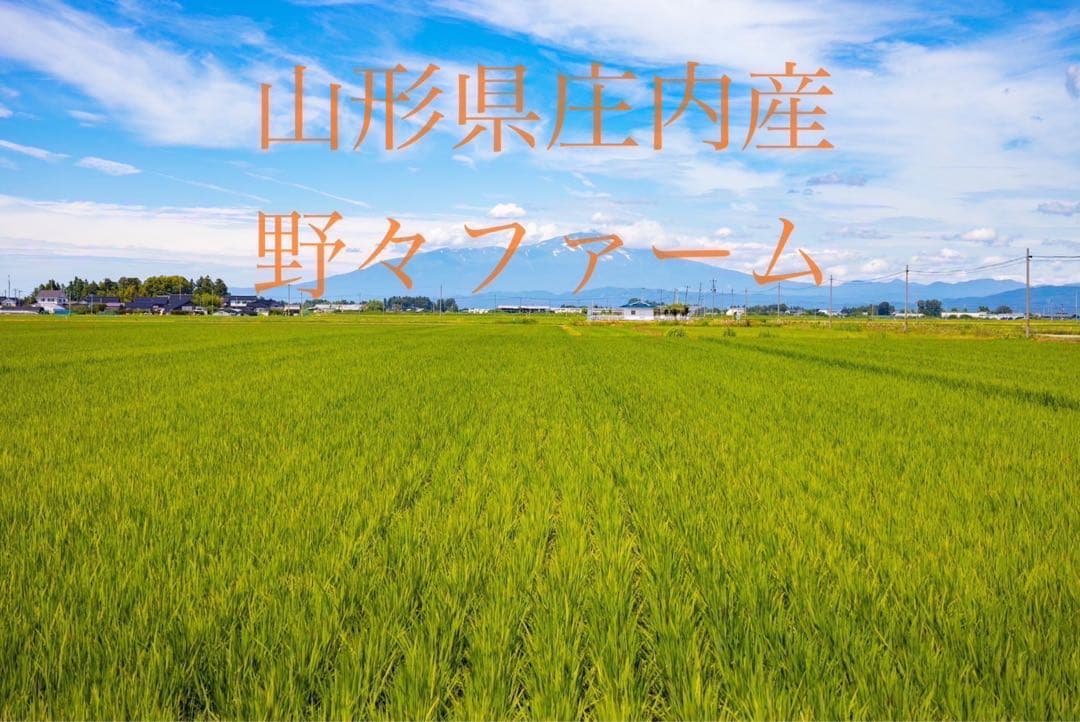 つや姫　10kg 玄米　山形　令和7年　特別栽培米