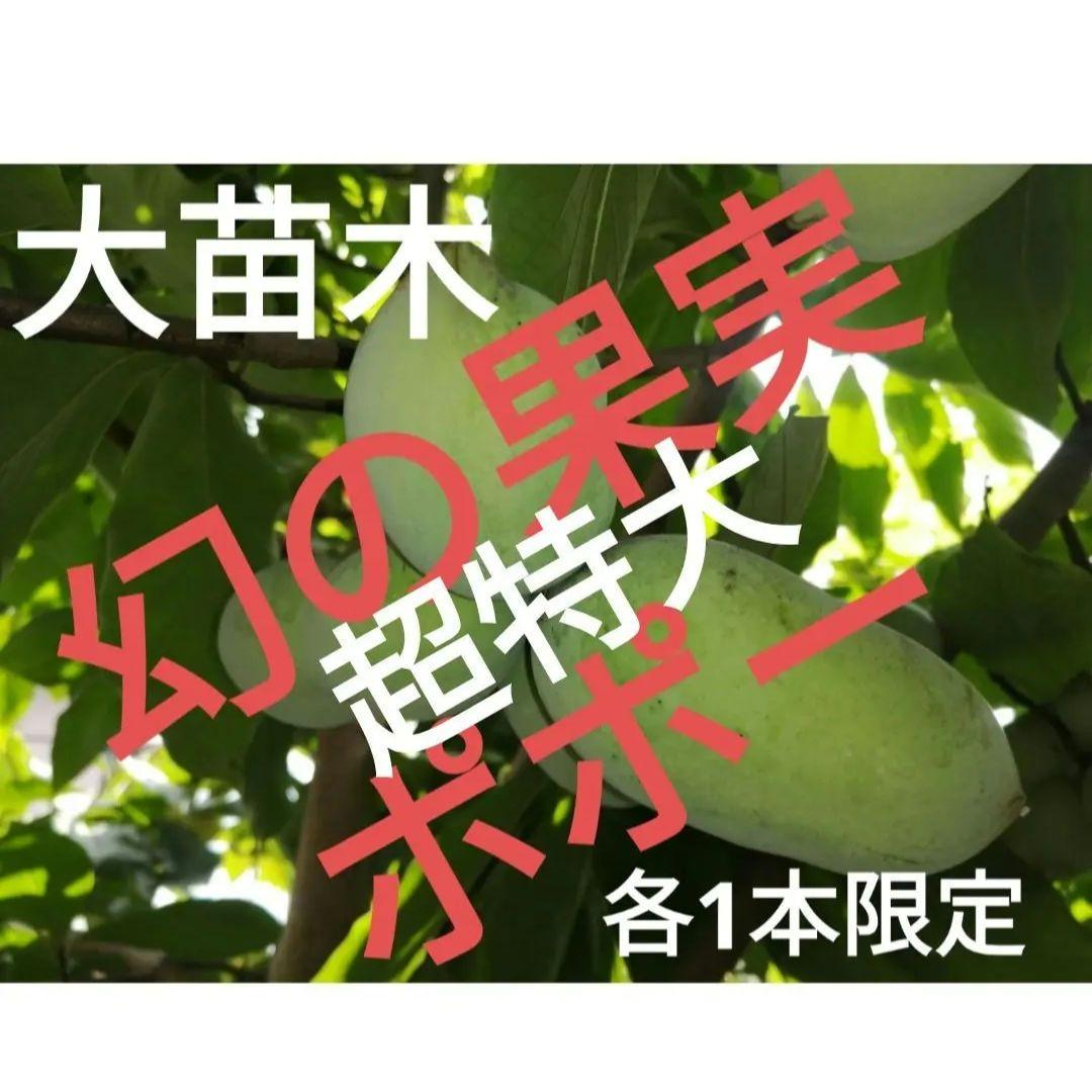 P特大04 ポポー大苗木1本 ポポー ぽぽー 苗 幻の果実