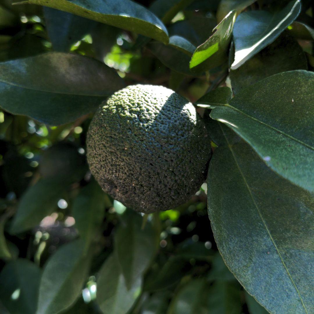 ゆず胡椒に！青柚子１５kg（愛媛県産）。そうめんの薬味、冷奴、刺身、酒、焼酎に◎