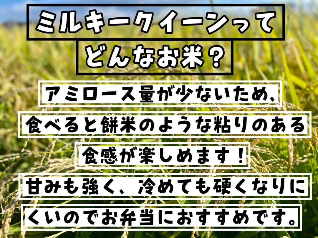 【令和7年度新米】近江米 ミルキークイーン 5kg +コシヒカリ5kg