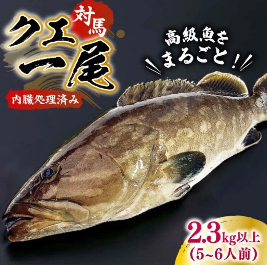 【クエ】活魚を出荷前に〆ます　アラ　長崎県対馬産　3kg前後（内臓除去前）