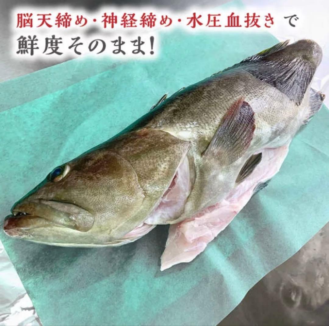 【クエ】活魚を出荷前に〆ます　アラ　長崎県対馬産　3kg前後（内臓除去前）