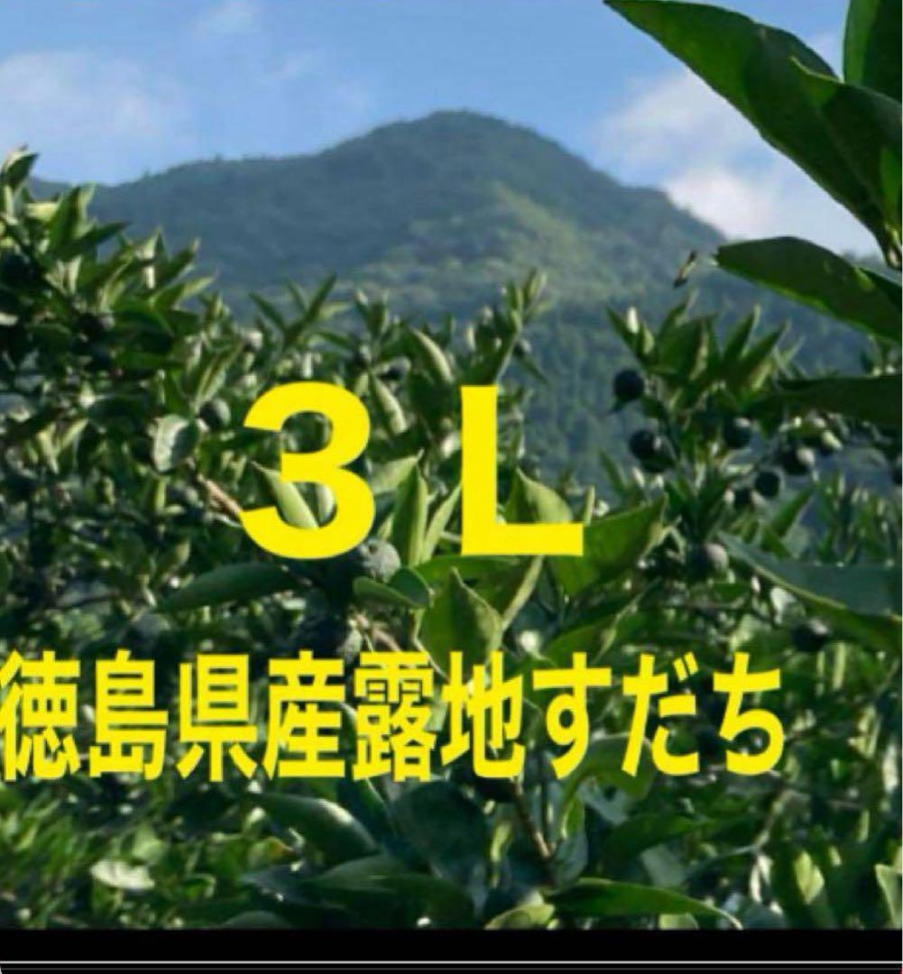 徳島県産露地すだち３Ｌ　10キロ以上入り朝収穫発送します