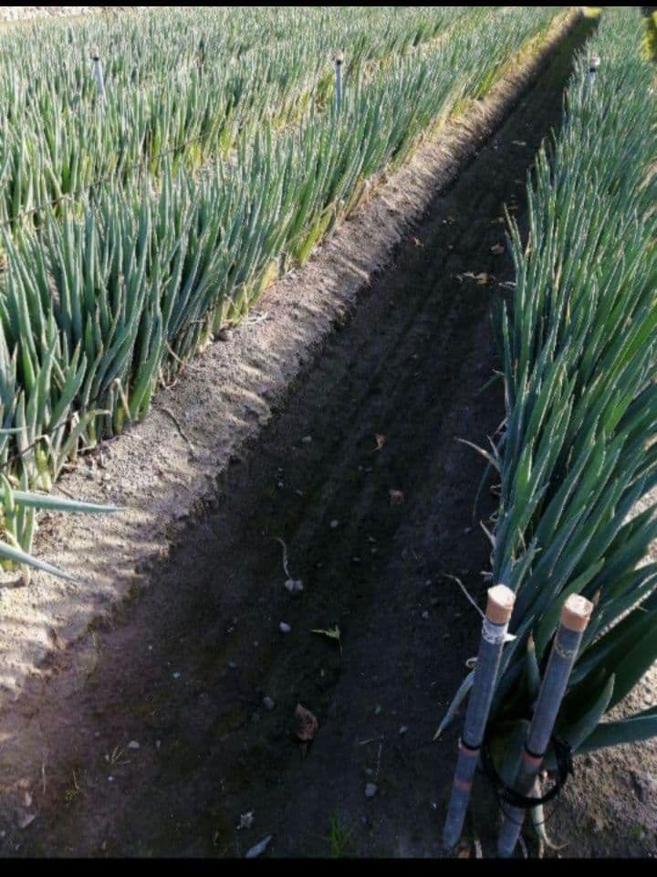 8日発送！愛媛県産白ネギ　長ねぎ　ねぎ　野菜