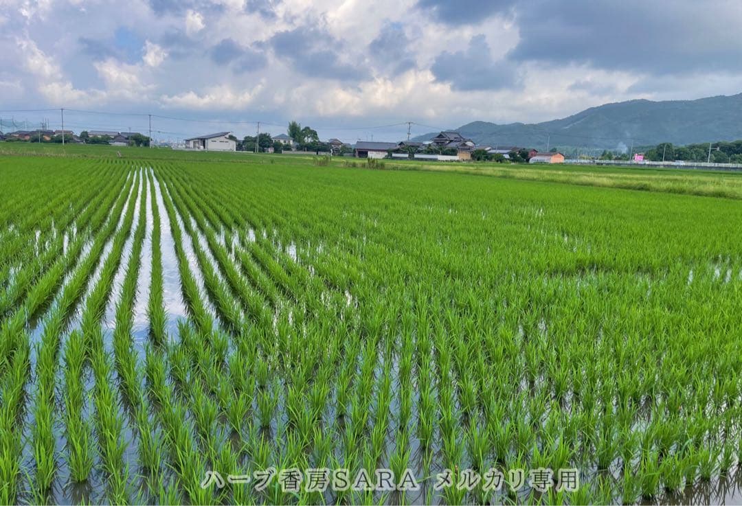 2025年産！九州・福岡県朝倉市産ヒノヒカリ玄米10キロ(農薬不使用・無肥料米)
