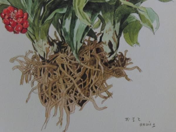 小磯良平/植物画・オオバナセツコク/サイン入り/額付