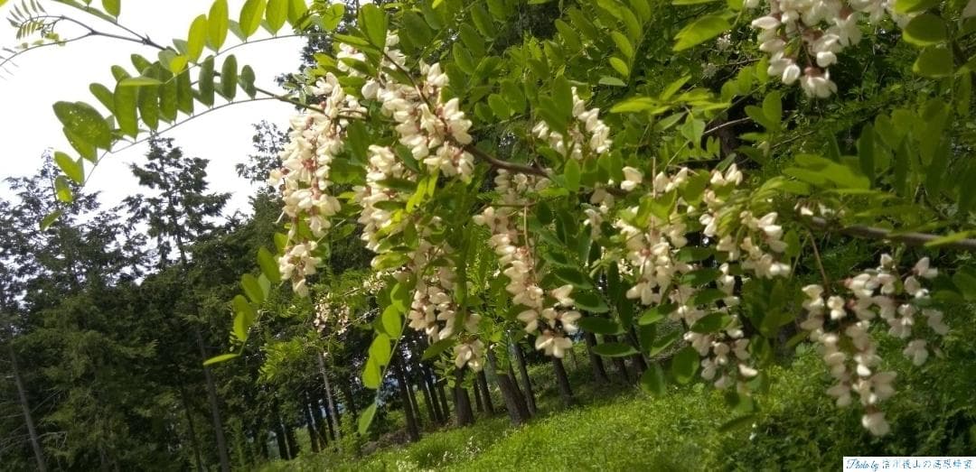 アカシア蜂蜜 1000g 2本 長野県産 国産蜂蜜 生蜂蜜 セイヨウミツバチa