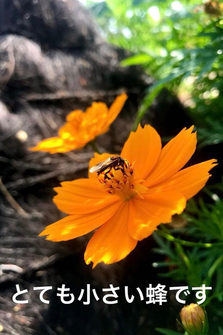 ナマコの肝さま 針なしミツバチの蜂蜜(完全非加熱)9本