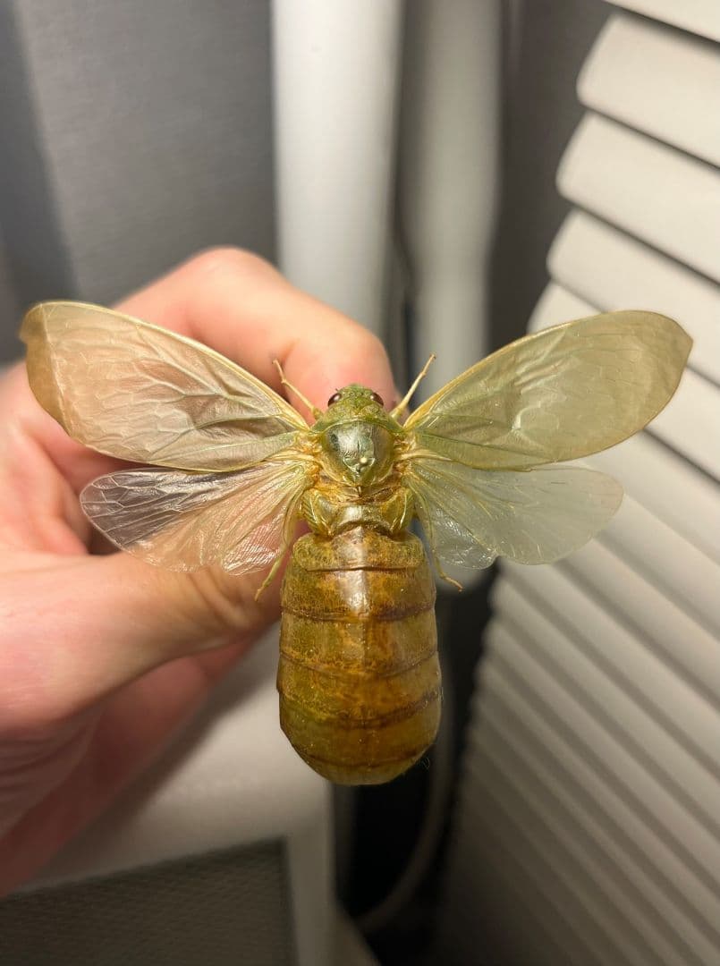 【伝説ノ蝉】フウセンゼミ ハラブトゼミ Cystosoma 昆虫標本