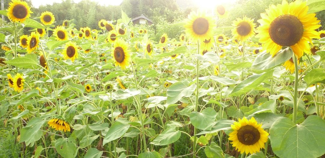 安心の日本みつばち 芳醇 糖度81％ 非加熱 クリーミーはちみつ1,100g