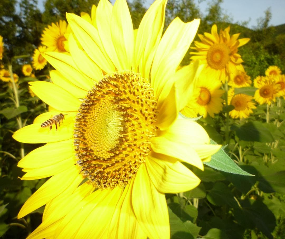 安心の日本みつばち 芳醇 糖度81％ 非加熱 クリーミーはちみつ1,100g