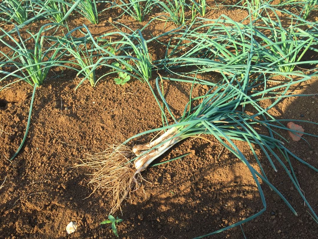 伊江島産　島らっきょう5キロ専用です！
