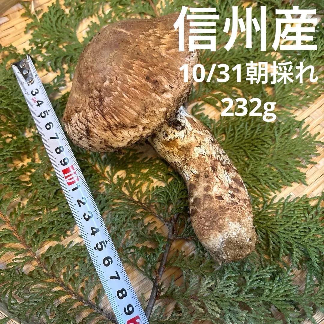 長野県南信州産‼️松茸 特大‼️1本 232g 10/31朝採れ