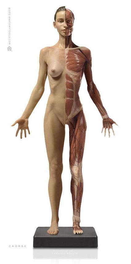 人体模型 AnatomyTools Female1:3Flesh/Anatomy v3A