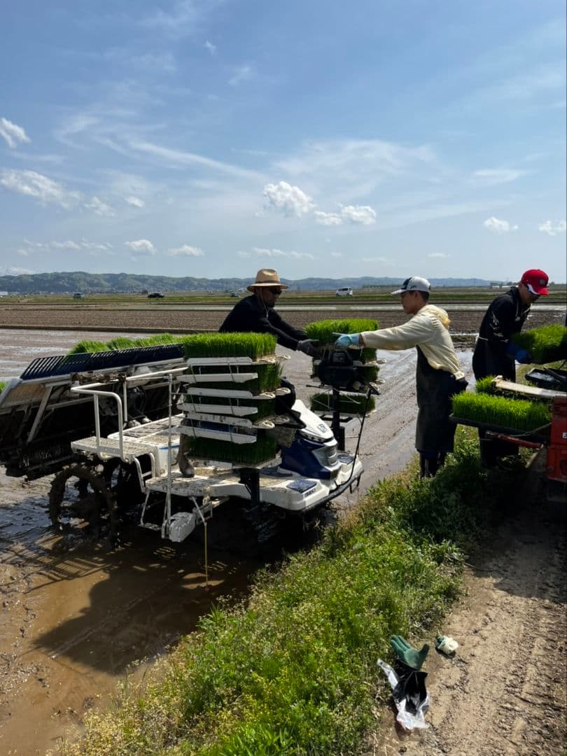 新潟県産コシヒカリ 特別栽培米 10kg（従来コシヒカリ）